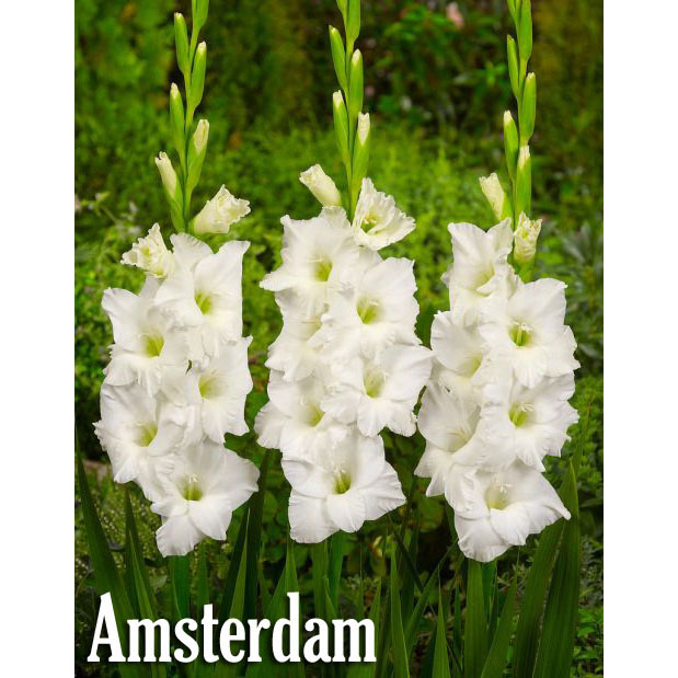 Thien Dieu Flora