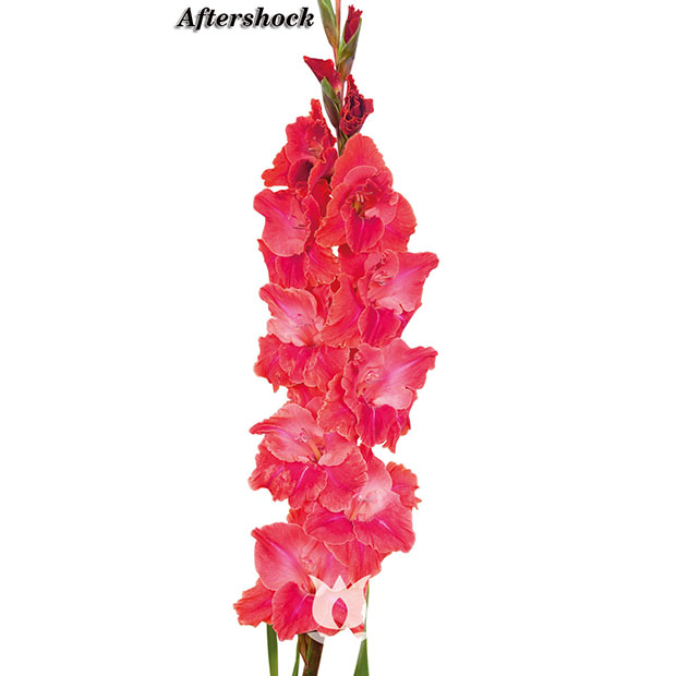 Thien Dieu Flora